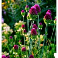5 Dark Purple Allium Bulbs - Blooming Onion, Perennial Garden Flower ...