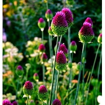 Blue Moon Crocus Mix - 10 Bulbs, Perennial Purple/Blue Blooms, Ships ...