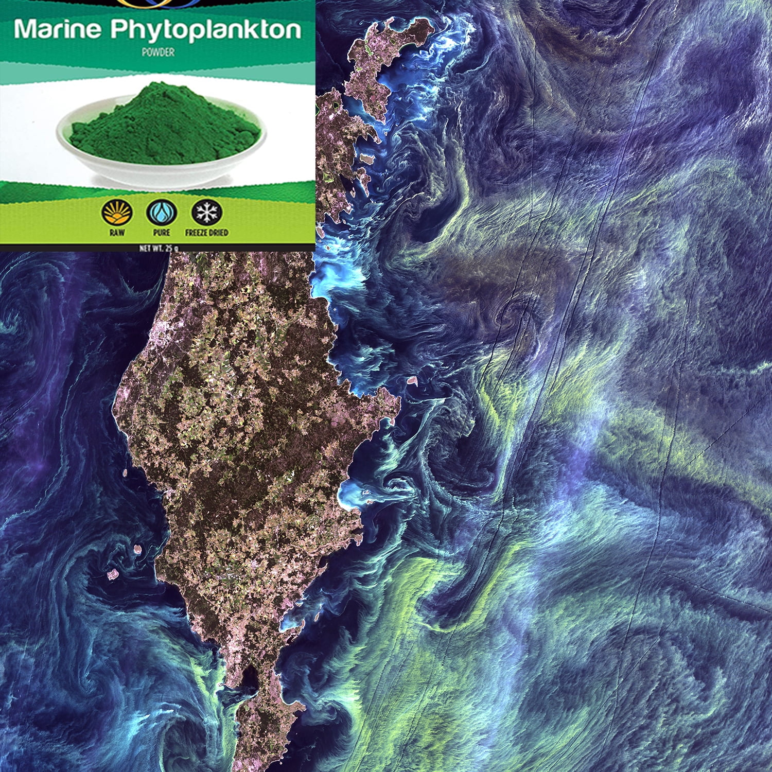 Marine Phytoplankton Powder