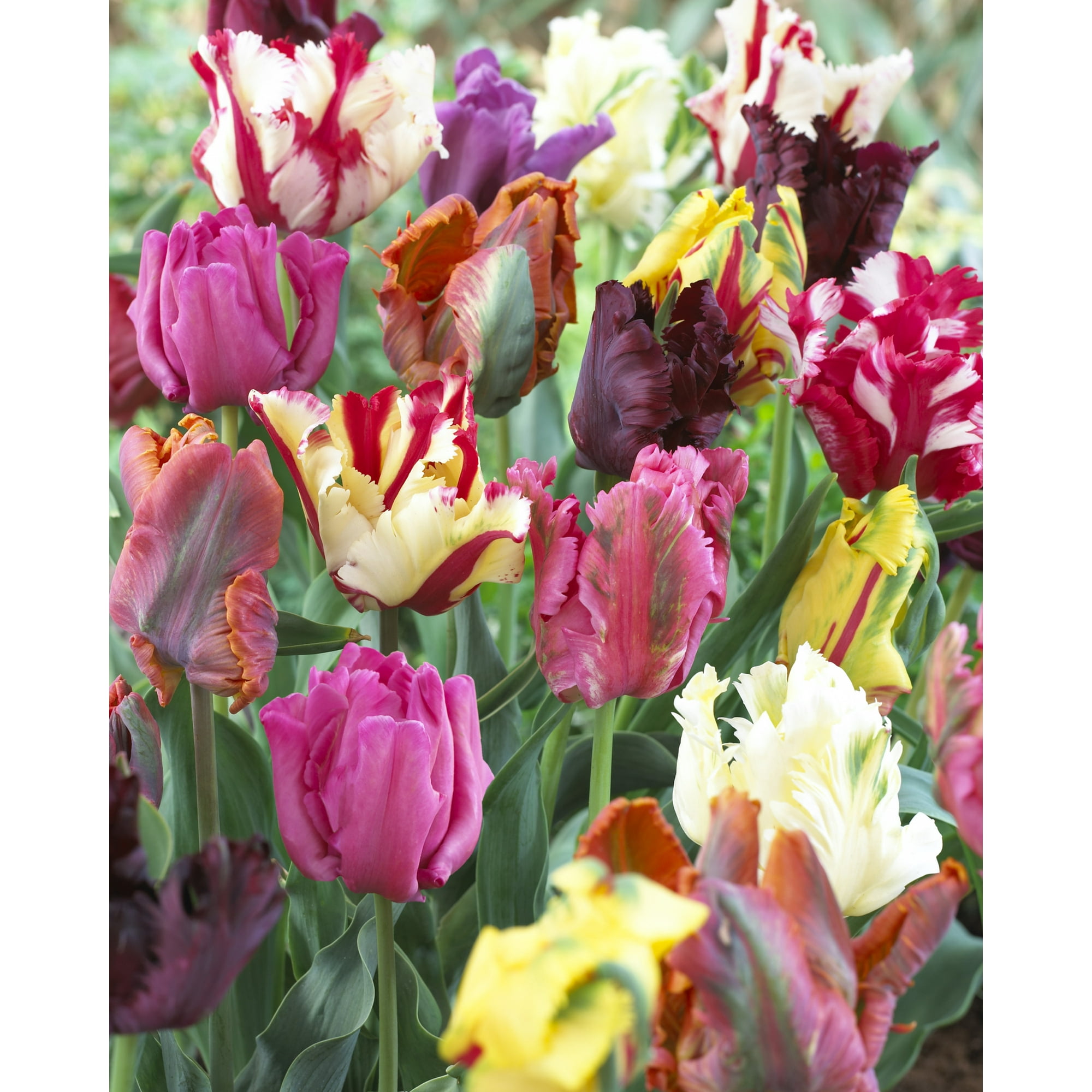 Click here for Tasc Tulip ‘parrot Assorted Flower Bulbs - Perenni... prices