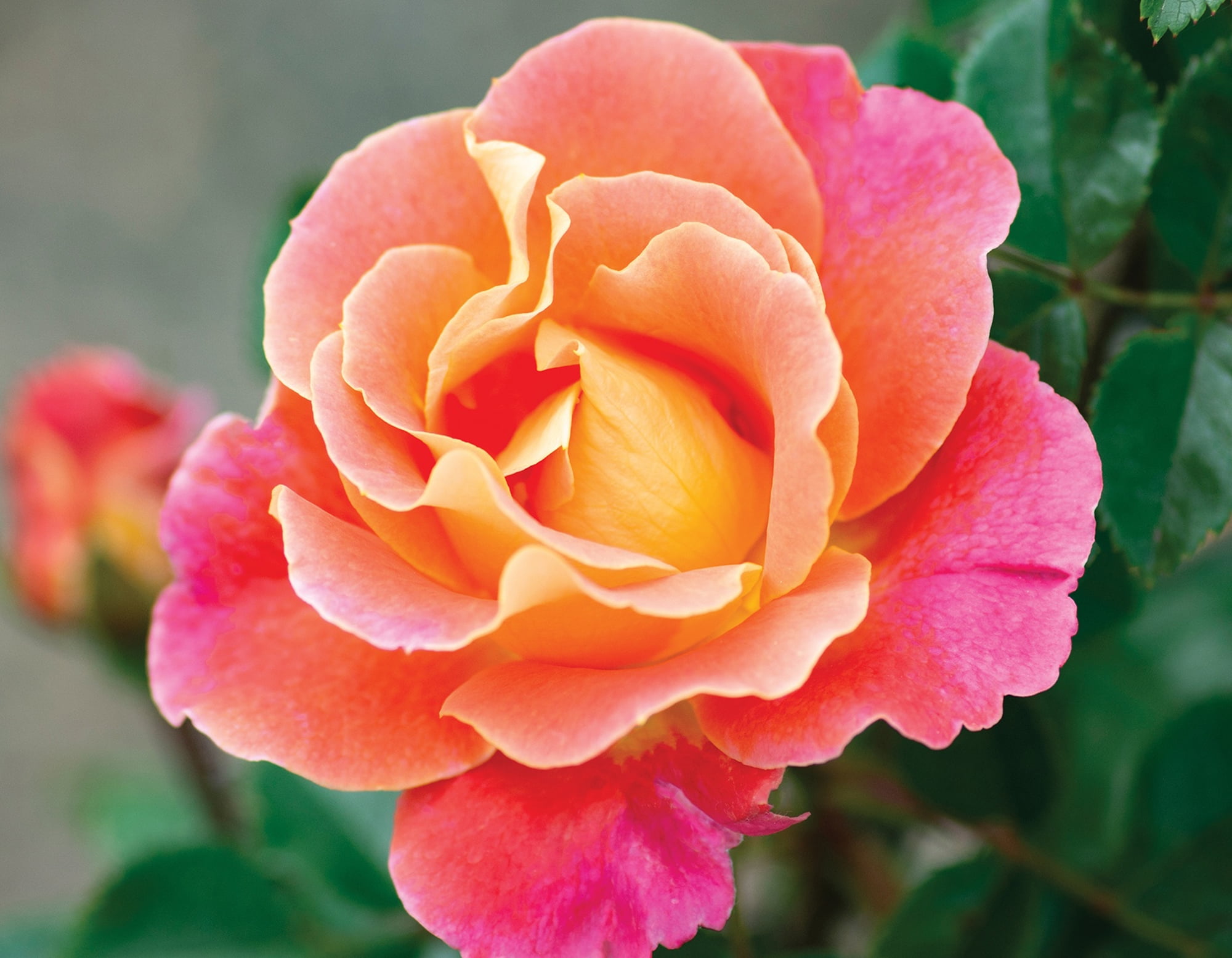Fruity Petals™ Climbing Rose Bush - Bare Root - Walmart.com