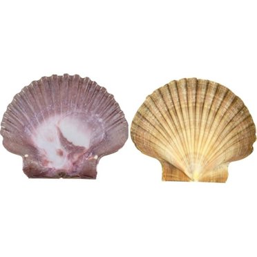 Jumbo Large Horse Conch Decorative Shell Seashell 12-14" - Walmart.com