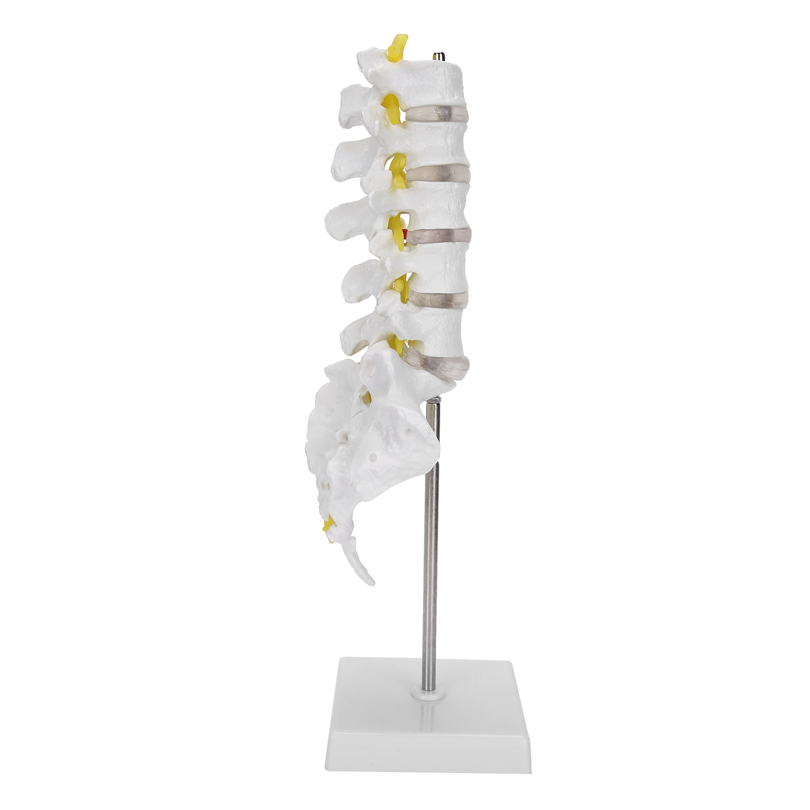 Modelo De Columna Vertebral Humana, Con Soporte, Modelo Vertebral ...
