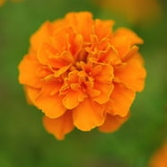African Marigold Flower Garden Seeds -Inca II Series F1 - Orange - 1000 ...