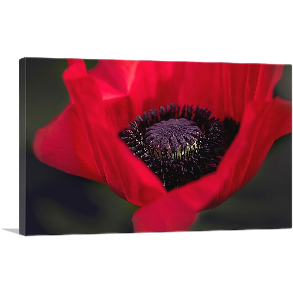 ARTCANVAS Albanian Poppy National Flower of Albania Canvas Art Print ...
