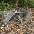 Havahart Easy Set Large Metal 1-Door Wild Animal Trap - Walmart.com