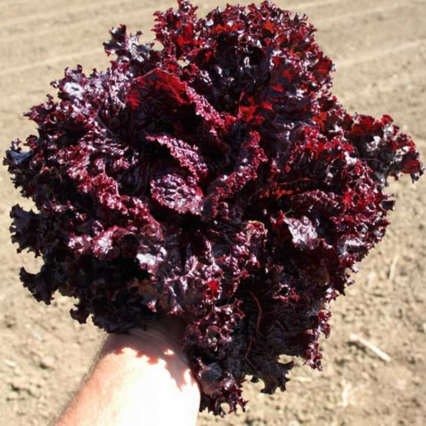 Lolla Rossa Darky Lettuce Seed - 500 mg ~300 Seeds - Heirloom, Open ...
