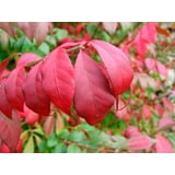Expert Gardener 2.5QT Compacta Burning Bush Live Plants Full Sun Red ...