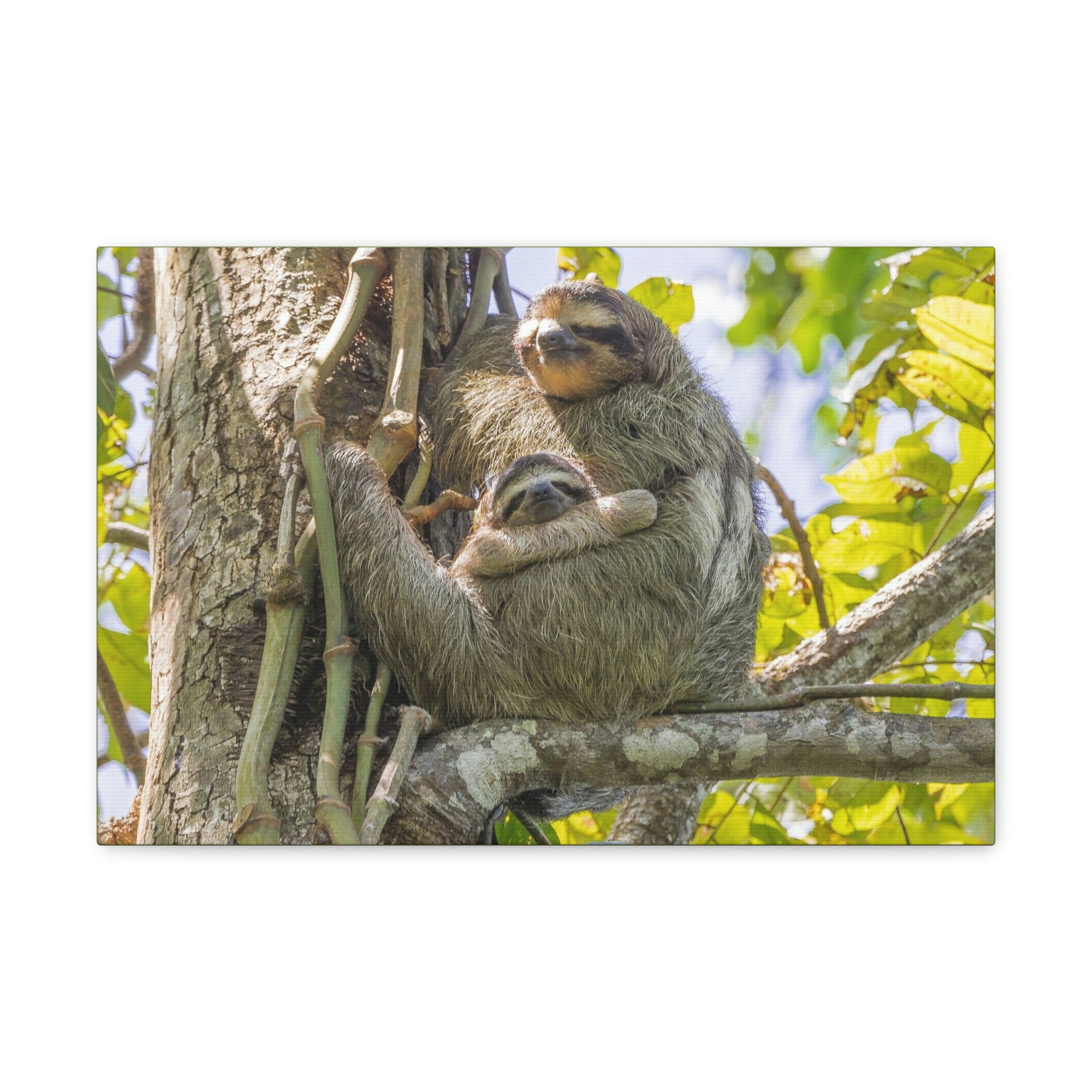 Sloth Group Sloth Troop Print Animal Wall Art Wildlife Canvas Prints ...