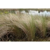 Sand Cord Grass I 1 Large Gallon Size Plant I Spartina Bakeri I Live ...