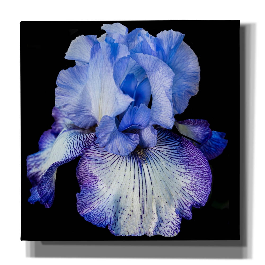 Epic Graffiti 'Ooh Iris' by Pamela Plummer, Canvas Wall Art, 12"x12 ...