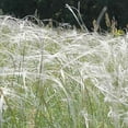 Drought Tolerant Stipa Barbata Ornamental Grass Plant Seed - 20 Seeds ...