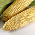 Seedville USA, 100 Iochief Yellow Sweet Corn Seeds, Zea Mays, Golden ...