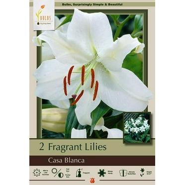 Red Spider Magic Lily 2 Bulbs - Lycoris radiata - 10/+ cm Bulbs ...