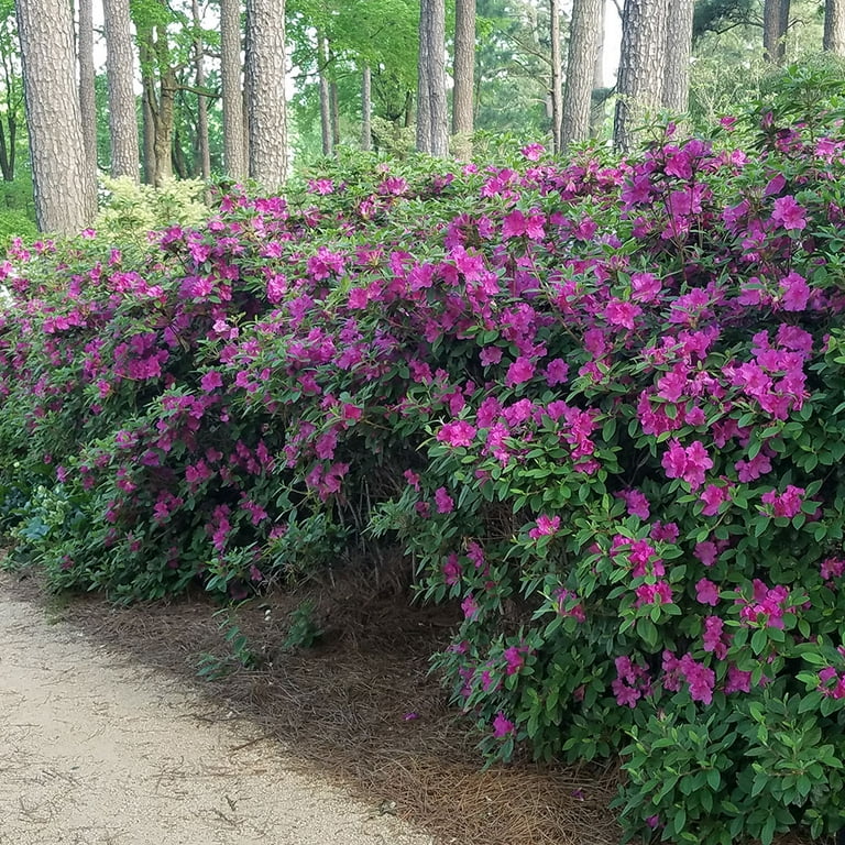 Purple Azalea Bush