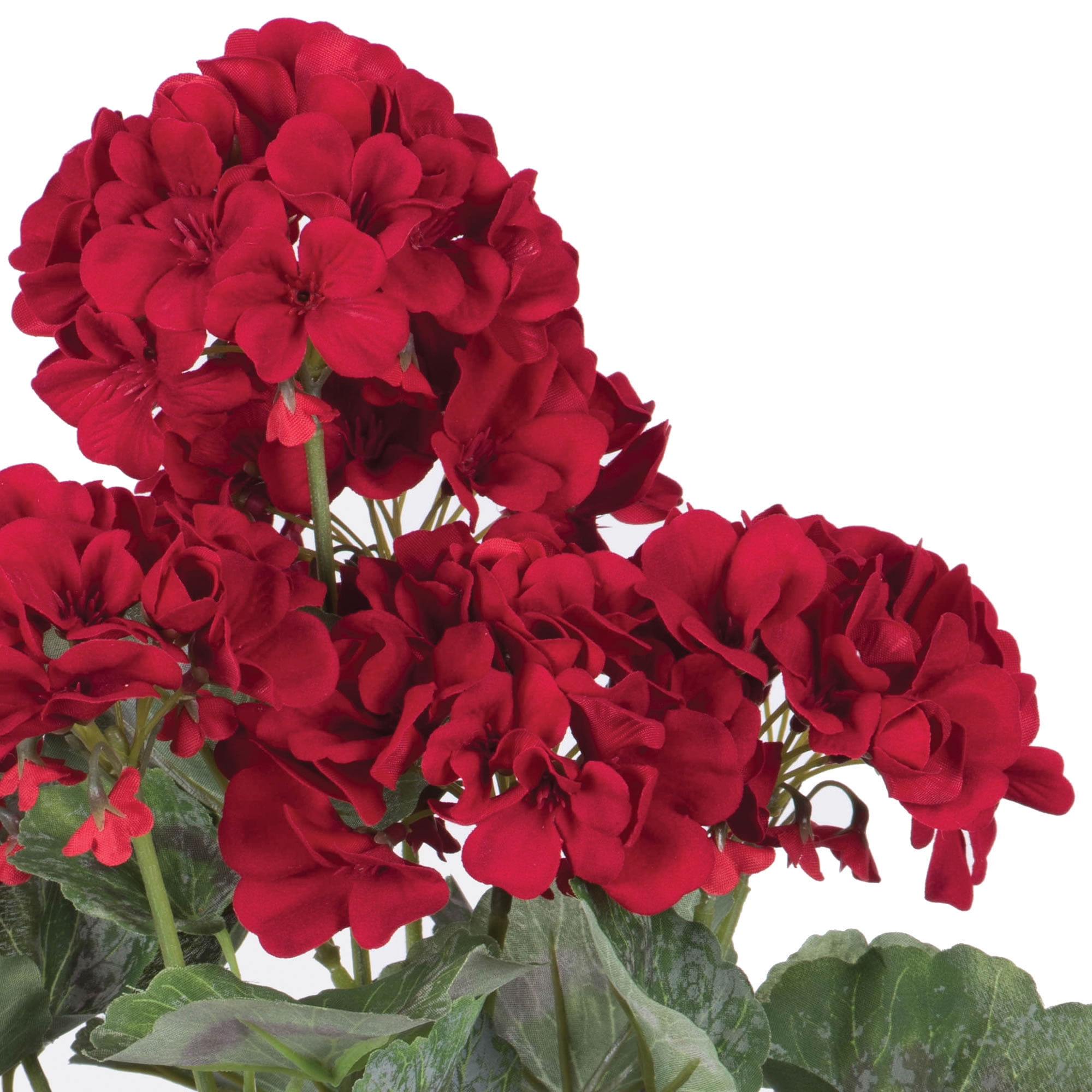 Red Geranium Flower