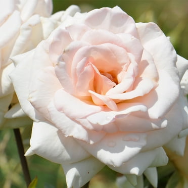 Own-Root One Gallon About Face™ Grandiflora Rose by Heirloom Roses ...