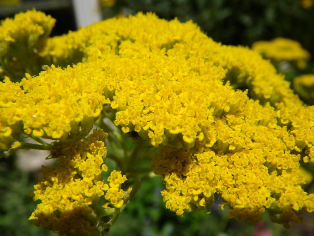 250 GOLD Golden Yellow YARROW Achillea Millefolium Flower Seeds ...