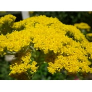 1000 GOLDEN WAVE COREOPSIS (Goldenmane Tickseed) Coreopsis Basalis ...
