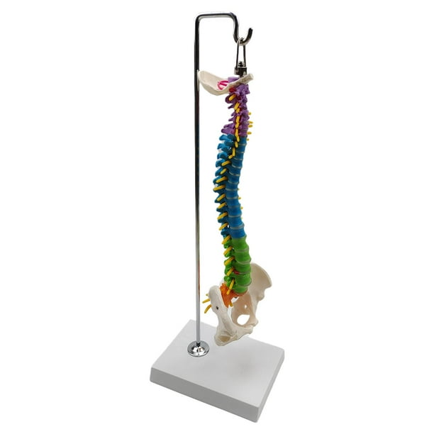 Columna Vertebral Humana Real De Tamaño Real Anatomía Vertebral