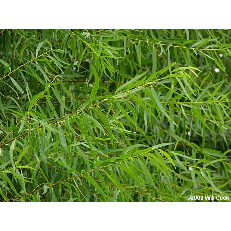 Black Willow Tree Bark