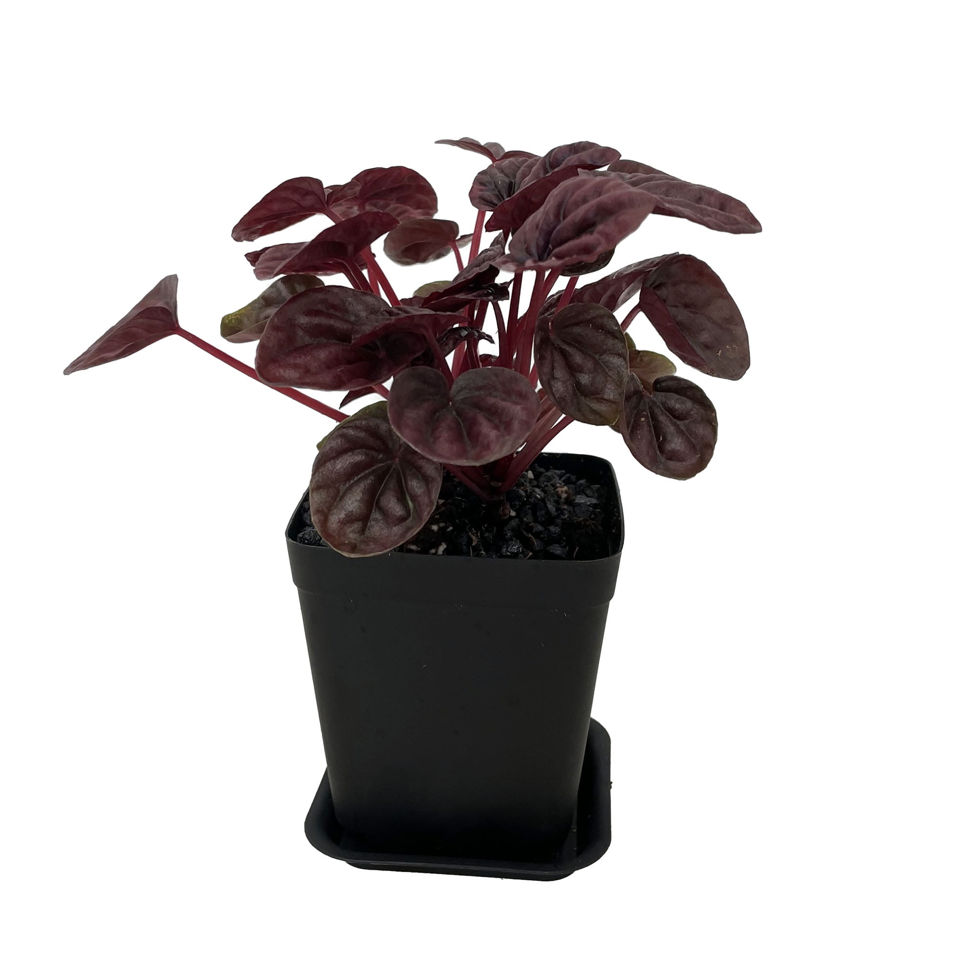 Luna Red Ripple Peperomia caperata - 3" Black Pot and Saucer - Walmart.com