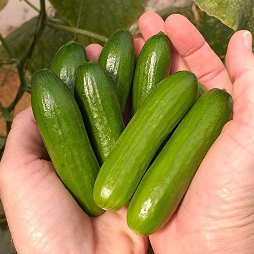 Mini-Me Cucumber Seeds | 30+ Seeds | Grow Your own Food | Mini ...