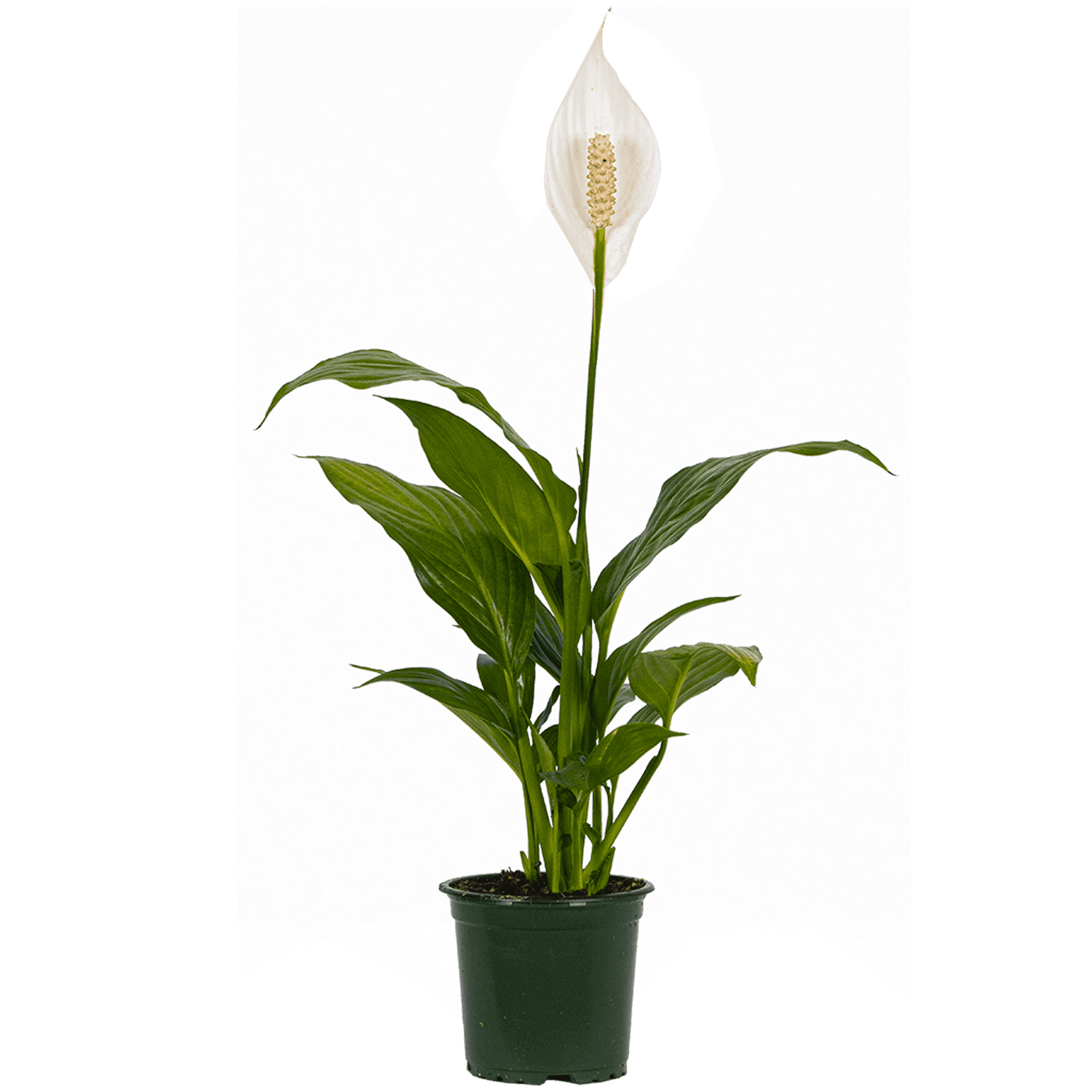 Click here for Plantsome Spathiphyllum Peace Lily (S) Live Plants... prices