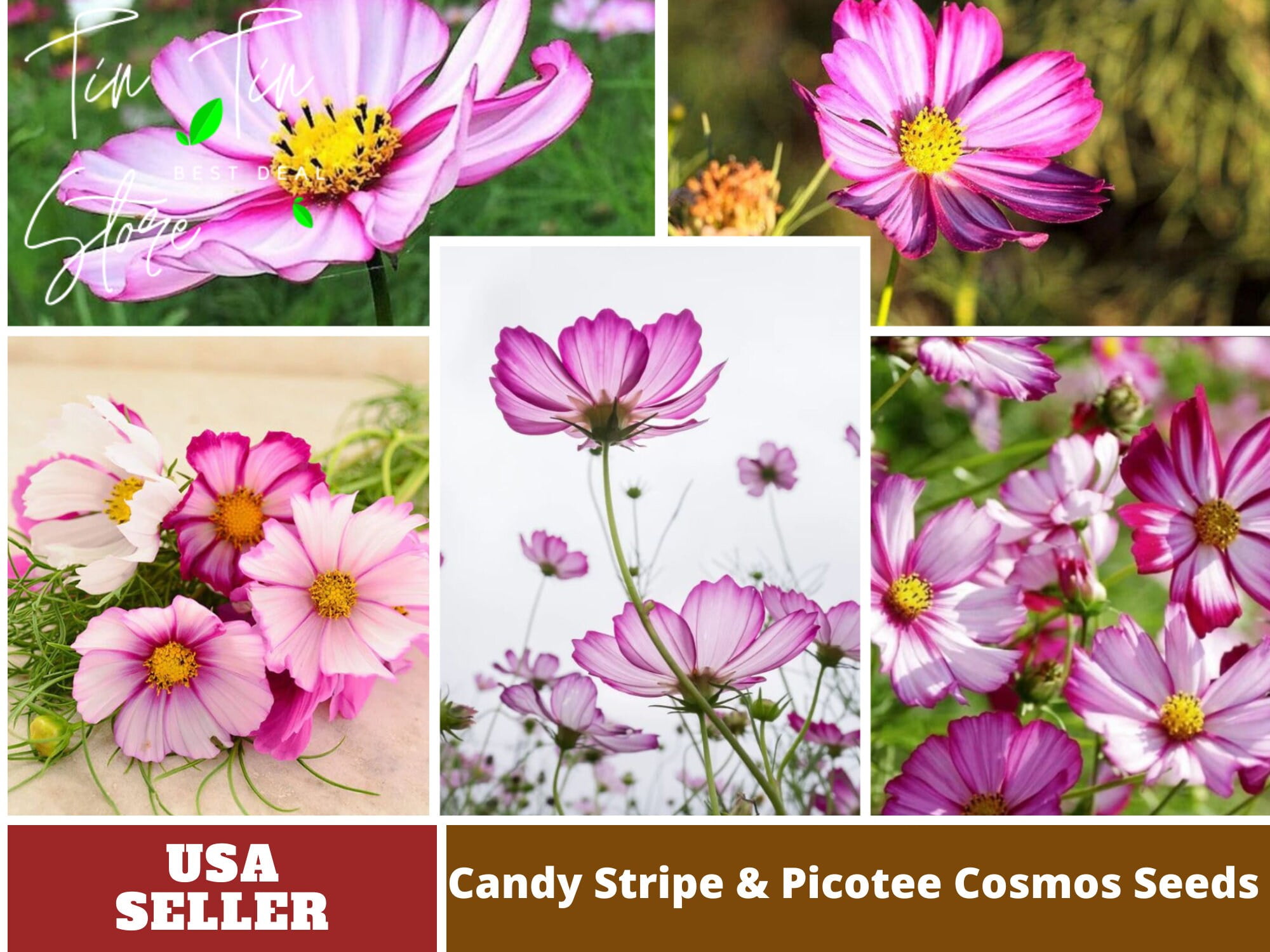 50+ Seeds| Candy Stripe & Picotee Cosmos Seeds Flower Seeds For ...