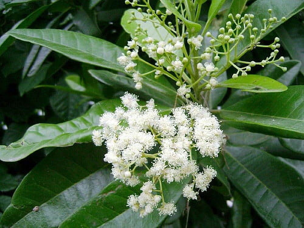 Allspice Tree