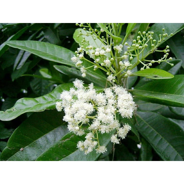Buy Allspice Tree at Kelly Duppstadt blog
