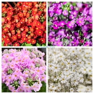 25 WAX MIXED BEGONIA Semperflorens Fibrous Mixed Colors Red Pink White ...