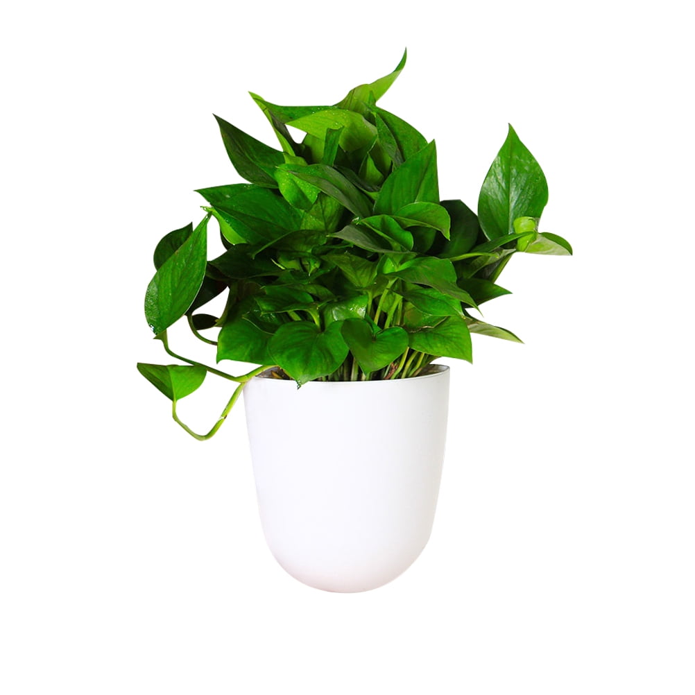 Click here for Oubit Corner Wall Mounted Flowerpot Self Watering... prices