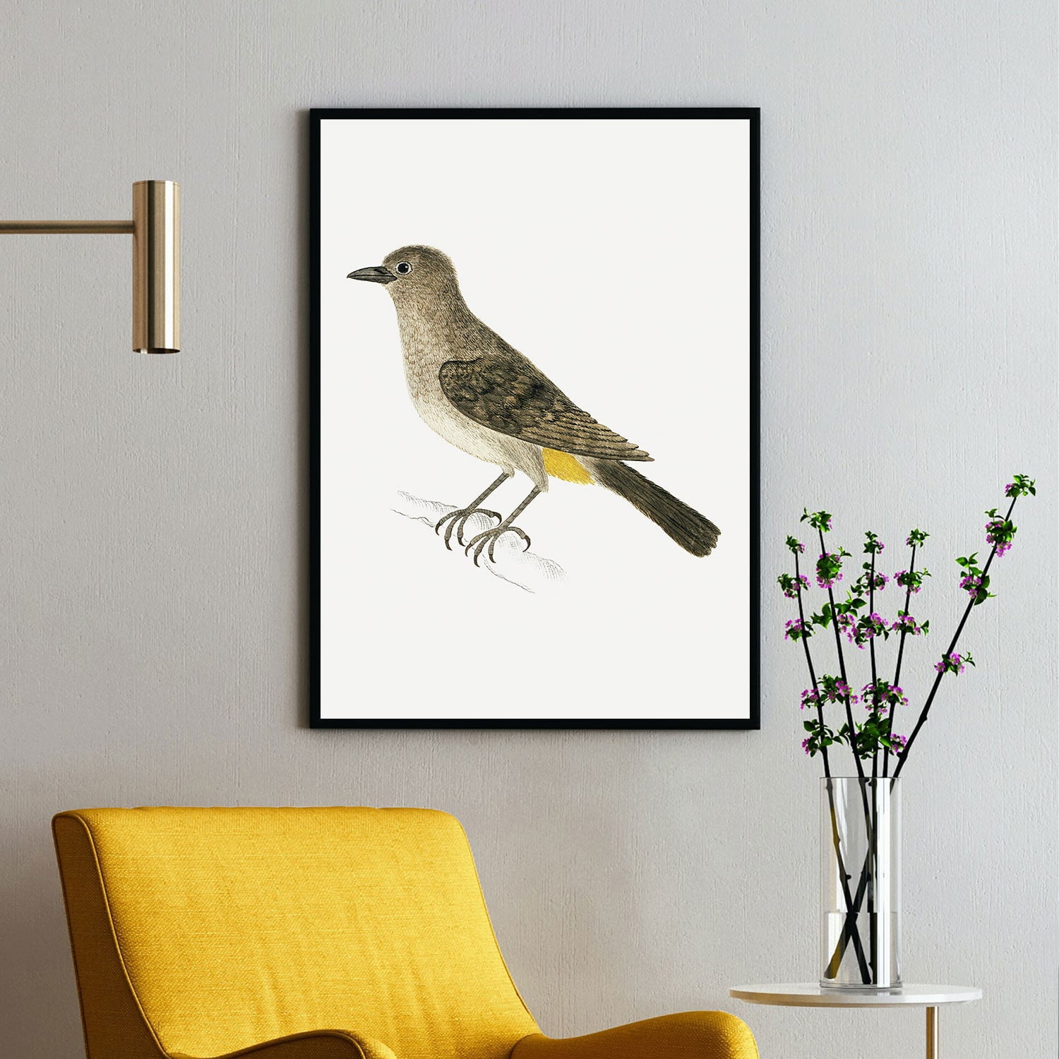 Pycnonotus Capensis: Cape Bulbul - 1777–1786 | Robert Jacob Gordon | Premium Fine Art Print ...