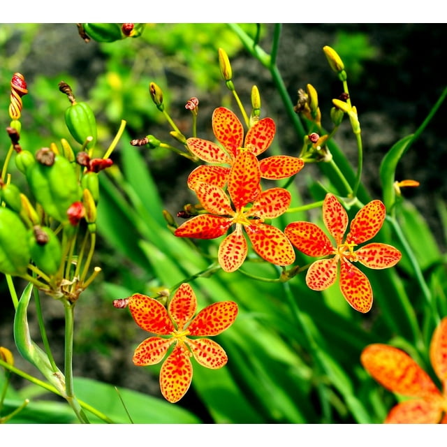 15 Leopard Lily Seeds for Planting - Belamcanda chinensis - Walmart.com