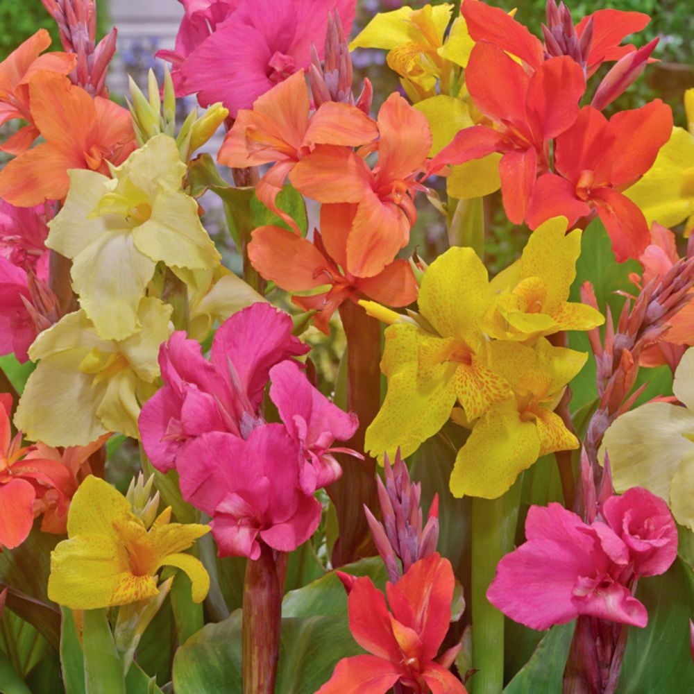 Click here for Tasc Flower Bulbs Canna Indica Hybrid Dwarf Assort... prices