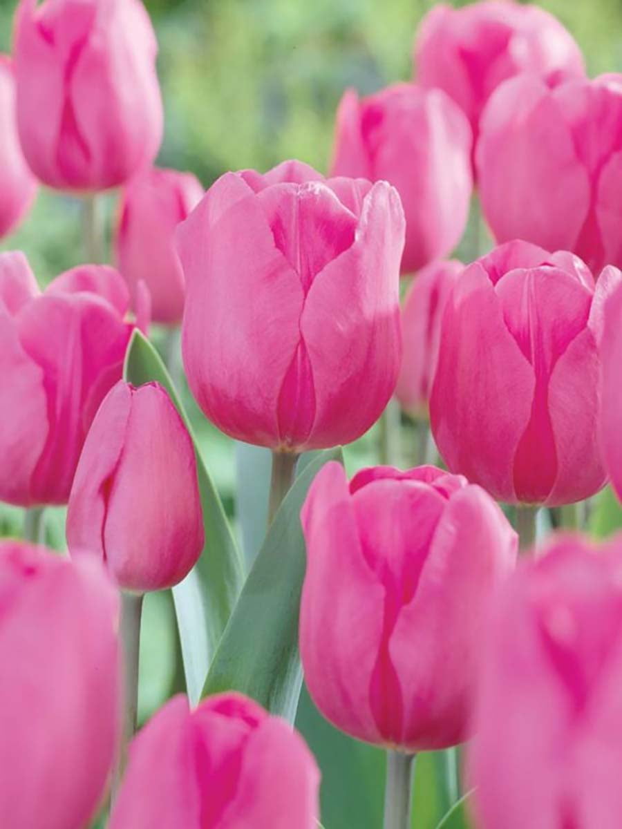 Don Quichotte Triumph Tulip 8 Bulbs - 12/+ cm Bulbs - The Best Pink - Walmart.com
