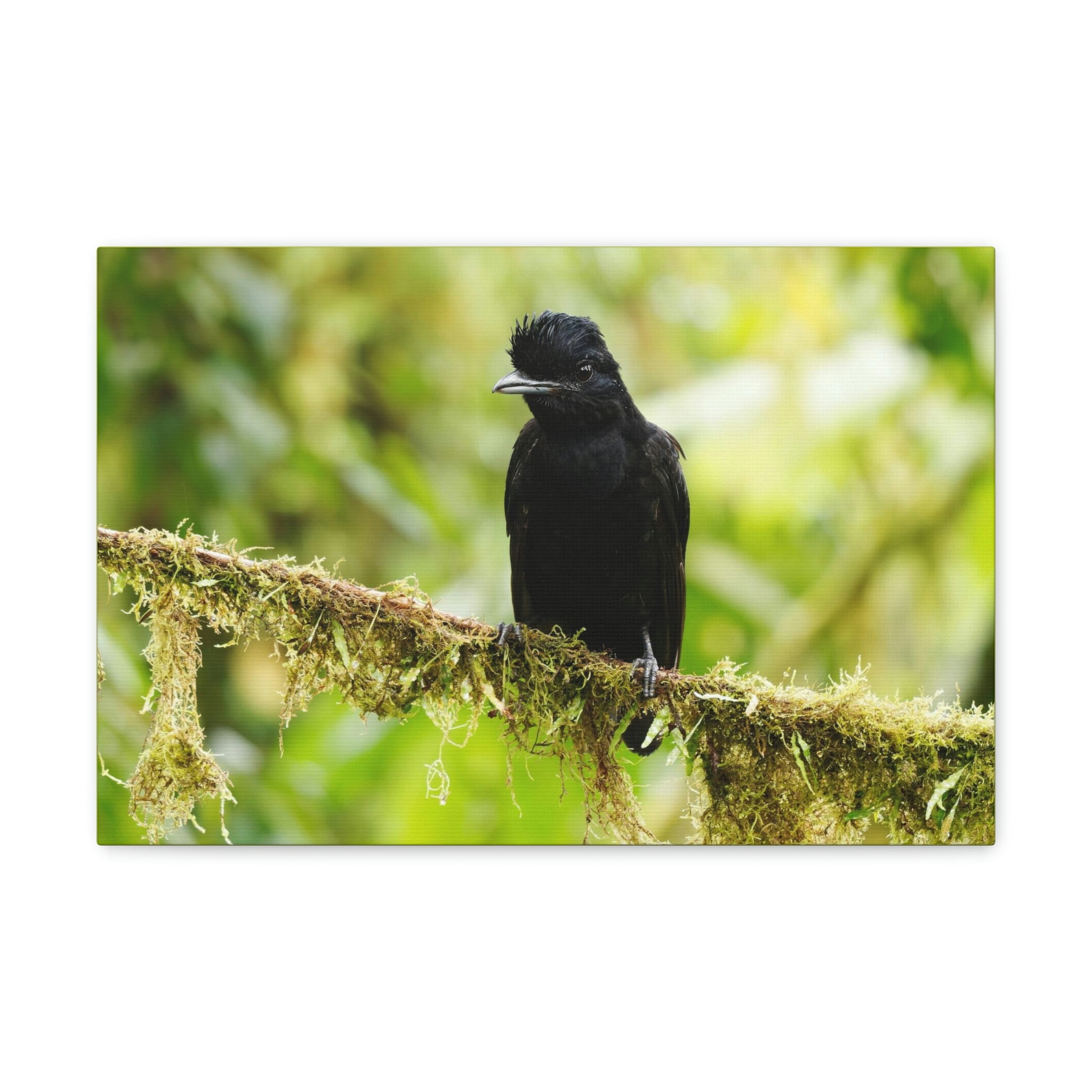 Umbrella Bird Hunting Umbrella Bird on Hunt Print Animal Wall Art ...