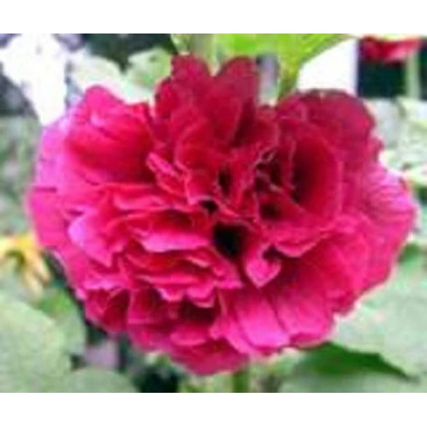 25 SCARLET DOUBLE Red HOLLYHOCK Alcea Rosea Flower Seeds Perennial ...