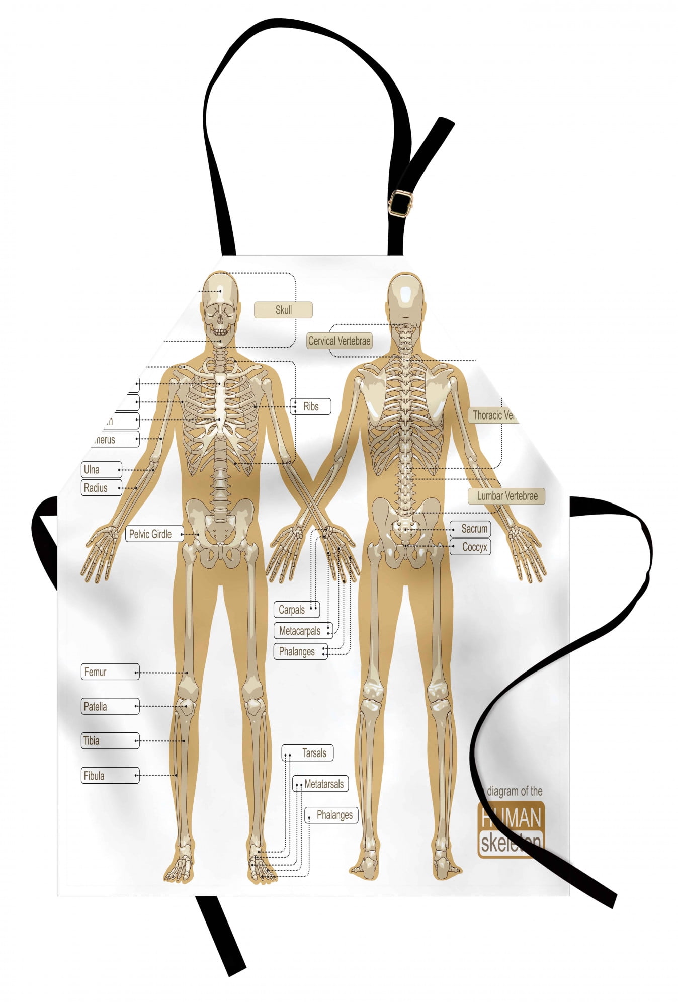 Human Anatomy Apron, Diagram of Skeleton System Titled Main Parts of ...