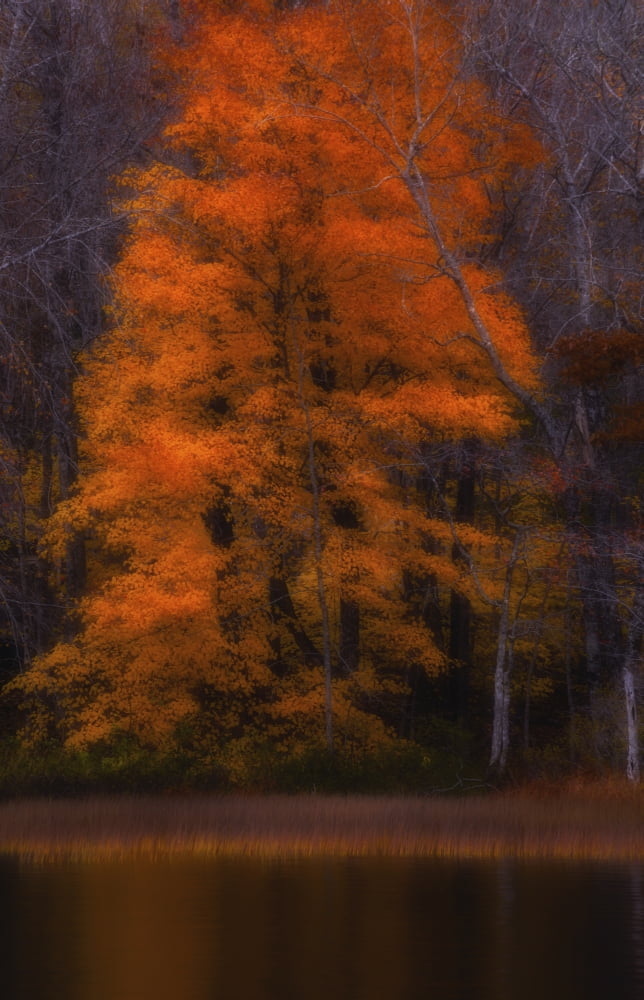 A Tall Sugar Maple Tree Of Vibrant Orange Shines Forth; Wellington ...