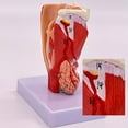 Necvior Human Larynx Anatomy Model, Life Size Anatomical Larynx Model ...