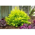 Golden Vicary White Flowering Privet Dormant Bare Root Deciduous ...
