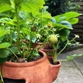 Terracotta Strawberry Planter Pot Tower, 6-Pocket Vertical Stacked Herb ...