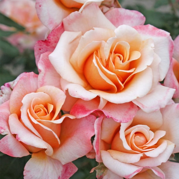 Heirloom Roses - Eleganza® Oh Happy Day Shrub Rose Bush - Walmart.com
