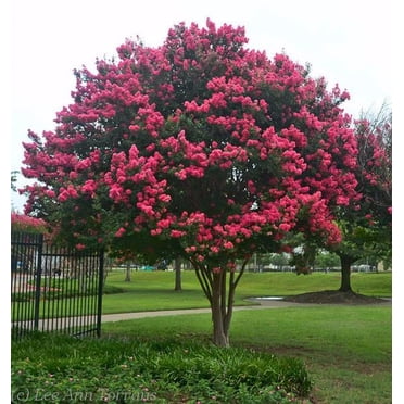 Tonto Fuchsia-Red Crape Myrtle Tree Dwarf Form - Heat & Drought ...