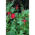 30 Perennial Cardinal Climber Vine Ipomea Quamoclit Red Flower Seeds ...