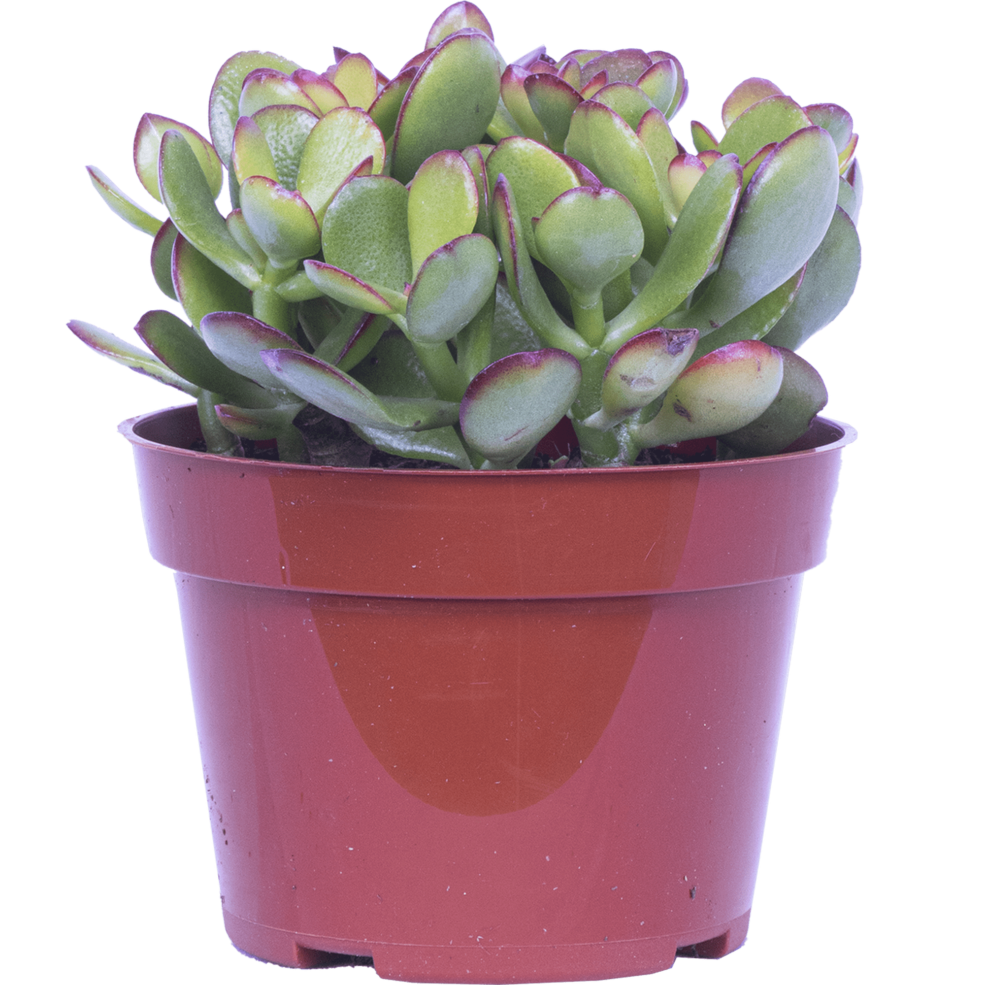 Click here for Plantsome Assorted Crassula Jade Plant (S) Live Pl... prices