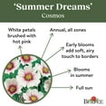 Burpee Summer Dreams Cosmos Flower Seed, 1-Pack - Walmart.com