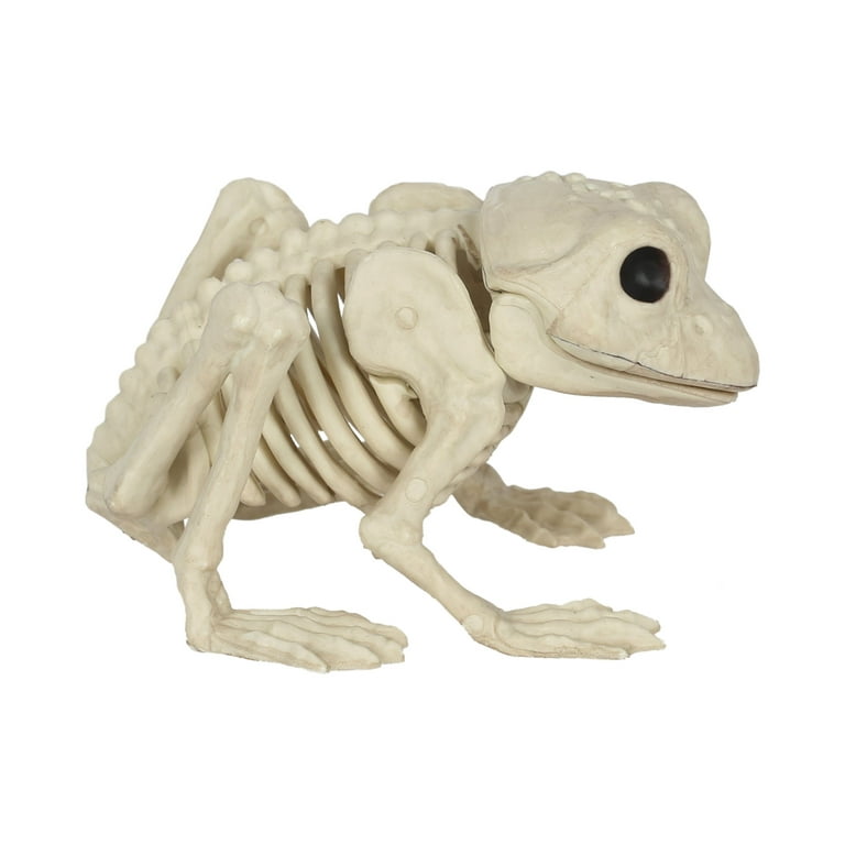 Frog Skeleton